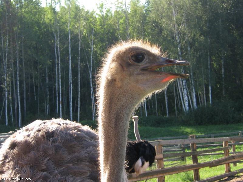 Mini zoo "Akati" - Vasals Latgolā